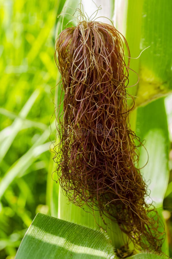 Stigma Maydis Hanging from the Top of an Ear of Corn Stock Photo ...