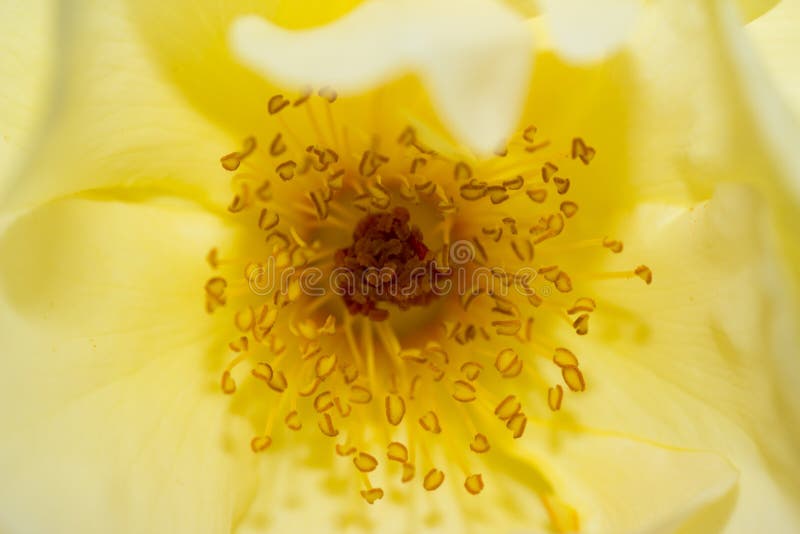 Stigma and pollen stock photo. Image of pollen, flower - 31079710