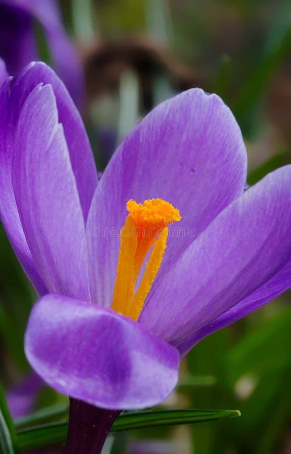 Stigma of a purple Crocus stock image. Image of pollen - 113443703
