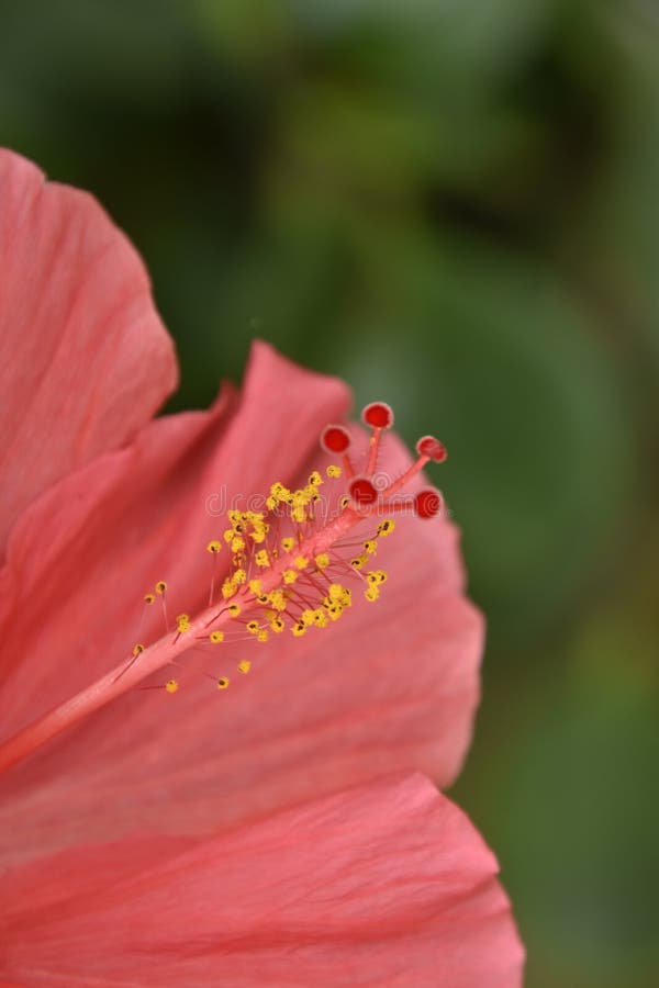 Stigma of Red Hibiscus Flower Stock Image - Image of yellow, rose ...