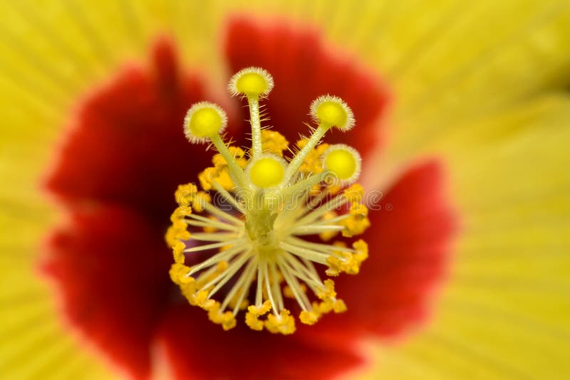 Stigma stock photo. Image of yellow, group, background - 43036026