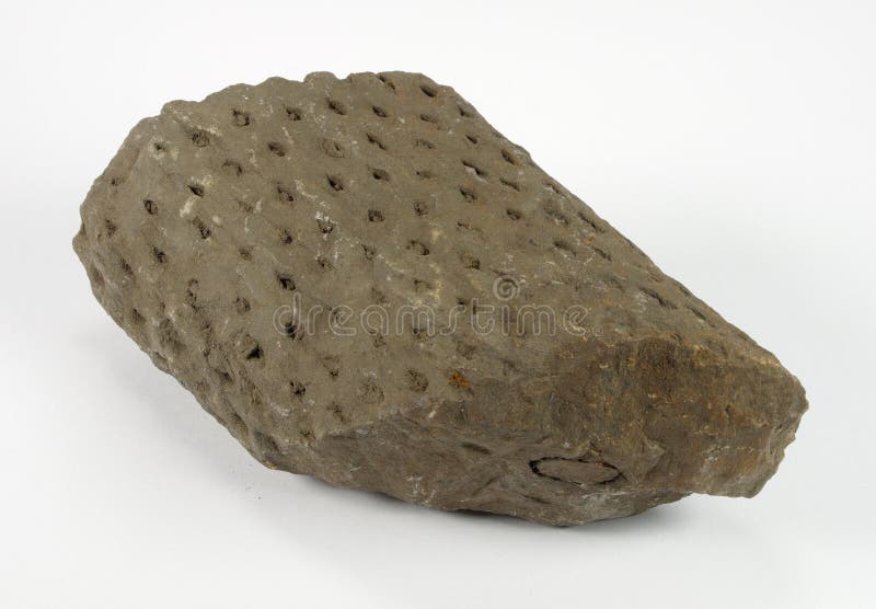 Stigmaria Fossil - Lepidodendron Tree Root Stock Photo - Image of stone ...