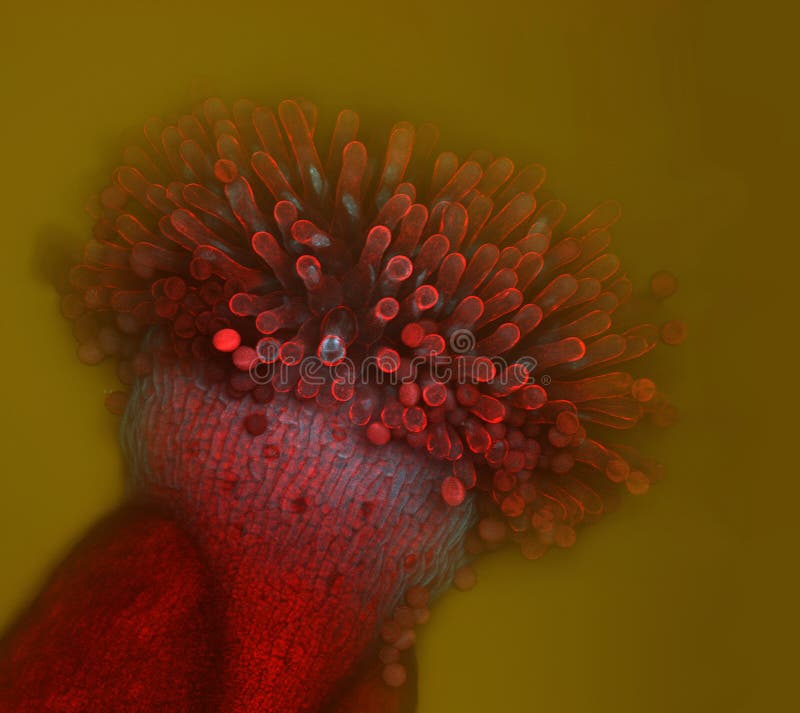 Stigmate image stock. Image of stigmate, cellule, étamine - 26282047