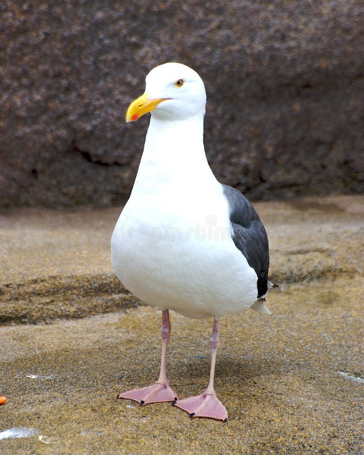Still Bird stock image. Image of wings, feathers, nature - 2573783