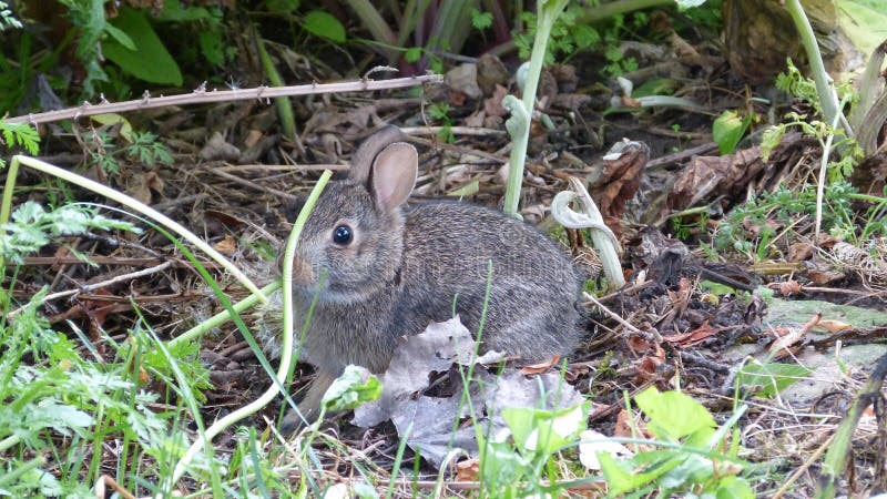 A Still Bunny Rabbit stock image. Image of bark, blue - 86468051