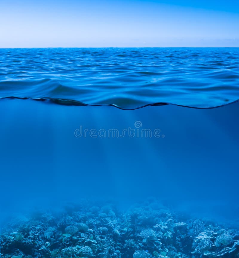 Still calm sea underwater stock photo. Image of fish - 28887682