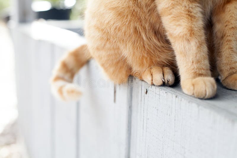 Still Cat stock image. Image of feline, kitten, nose - 82600893