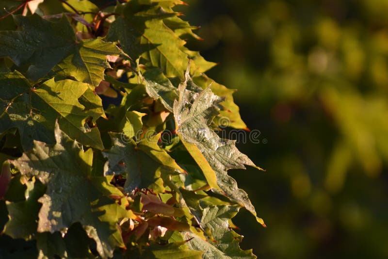 Still Green Leaves of a Deciduous Tree in Autumn Stock Photo - Image of ...