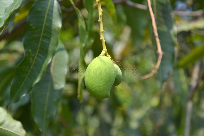 Still Green Raw Mango Hang on the Tree Stock Photo - Image of evergreen ...