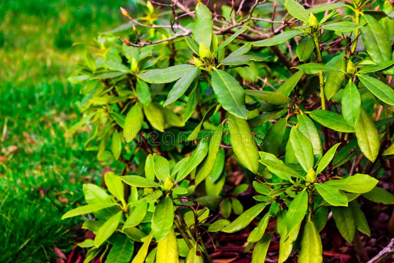 Still Green Rhododendron and Its Blooms and Buds are Ready To Bloom ...