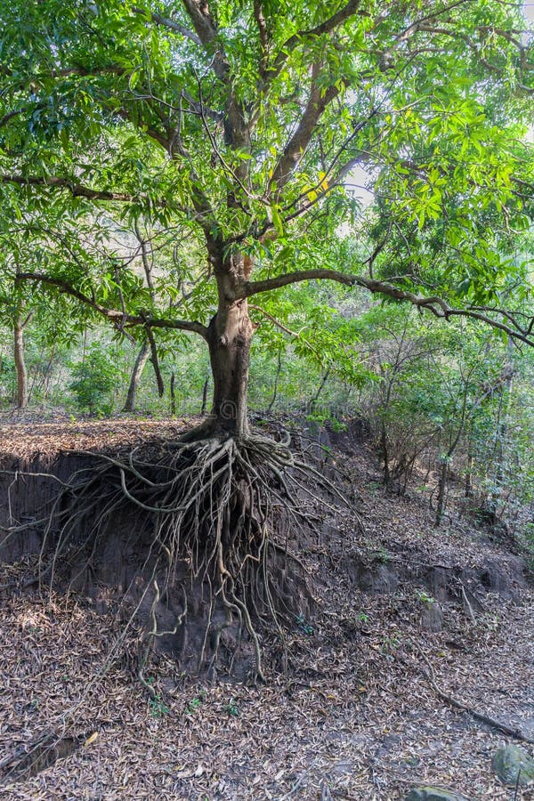 Still a Green Tree, but Already Devoid of Soil Under the Roots Due To ...