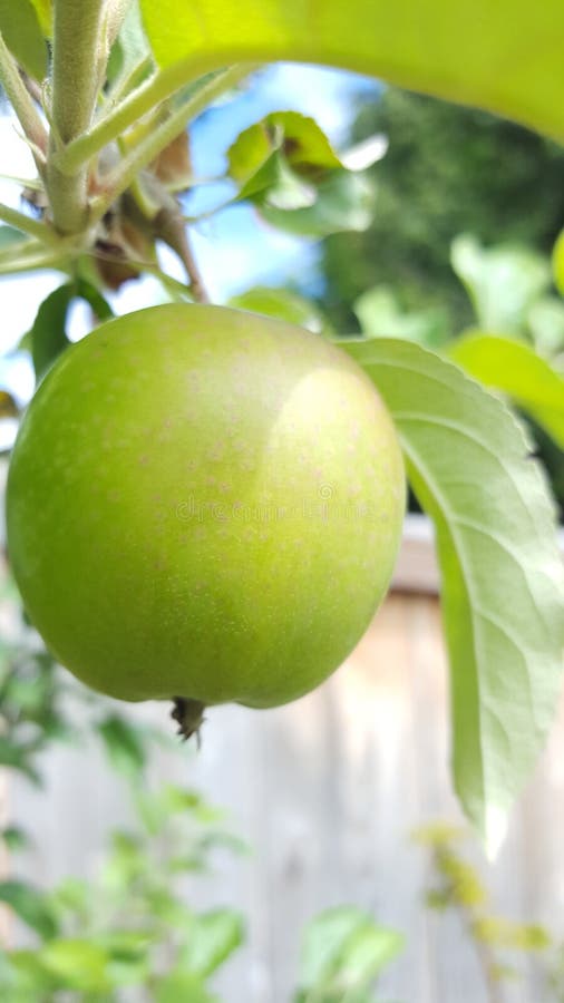 Still Green stock image. Image of still, young, tree - 74582745