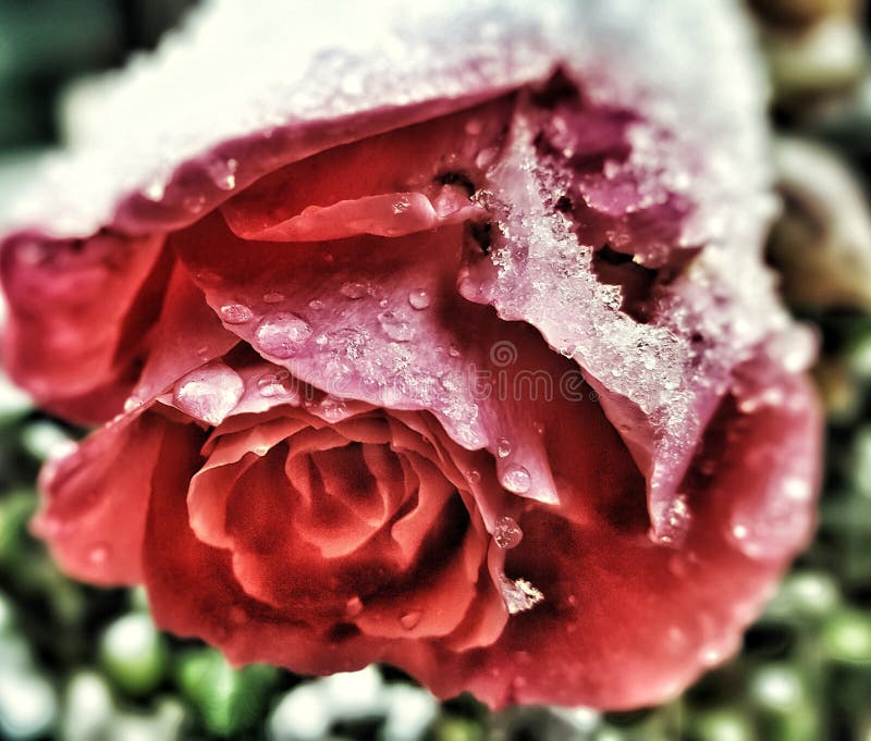 Rose in winter stock image. Image of bloom, winter, still - 110902809