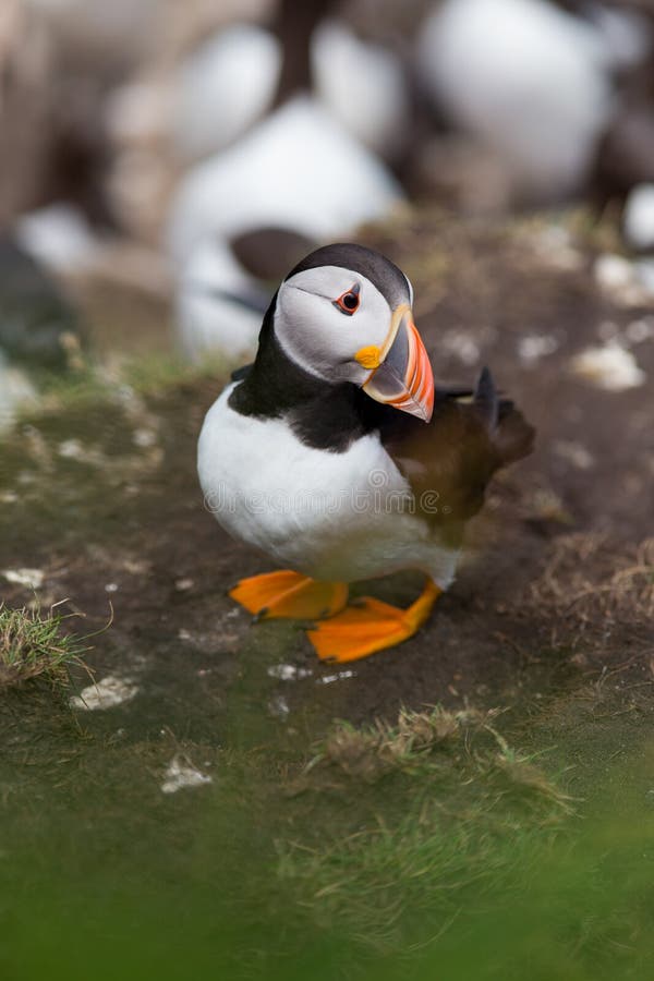 Still Image of Atlantic Puffin Sitting on Cliff and Looking Back To the ...