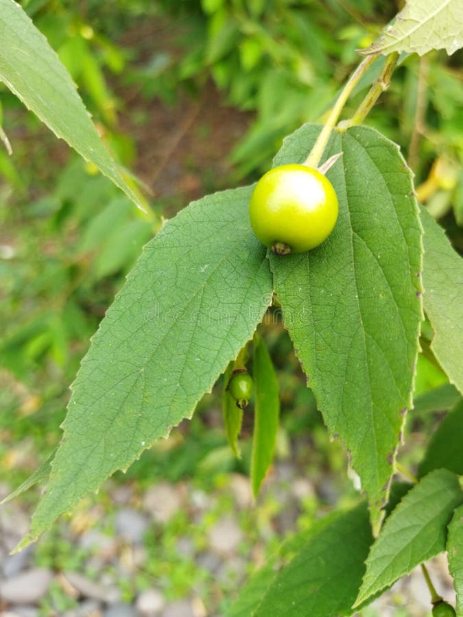 Immature Kersen Stock Photos - Free & Royalty-Free Stock Photos from ...