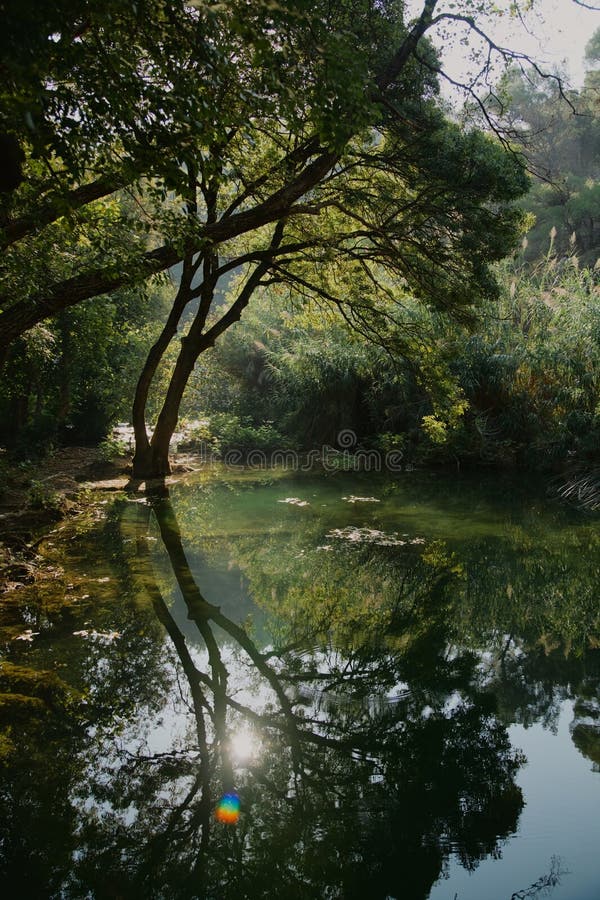 Still Lake Water Under Trees with a Rainbow Lens Flare from Sun ...