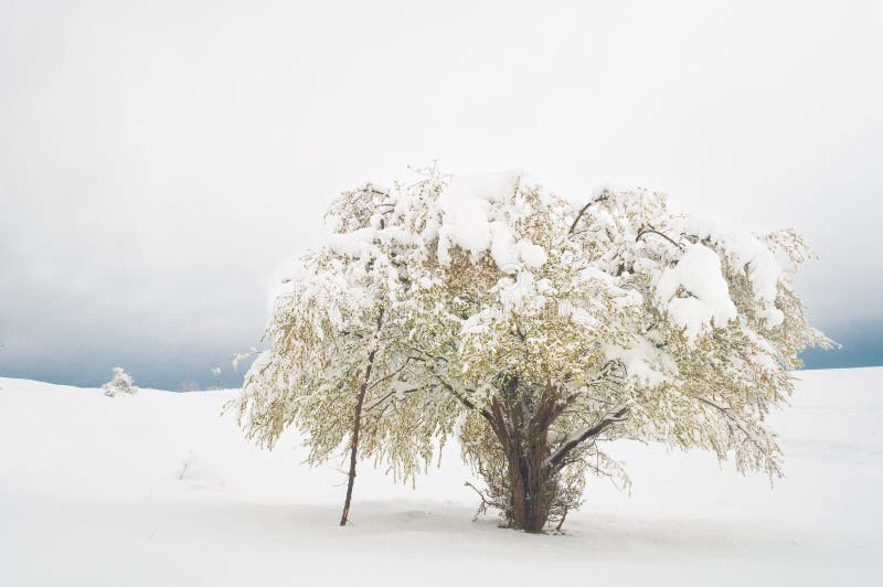 Still landscape stock photo. Image of clouds, tree, shoot - 92132000