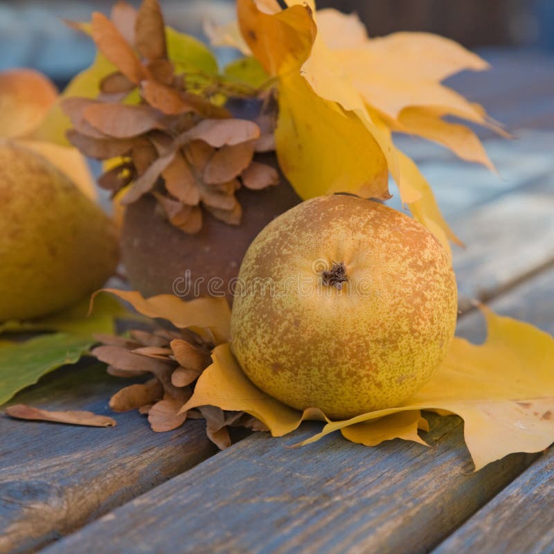 Still-life stock image. Image of maple, round, shapes - 11372607