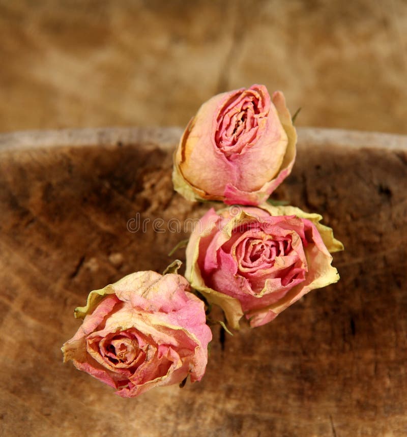 Still-life stock image. Image of dejection, sting, corrupt - 29291875