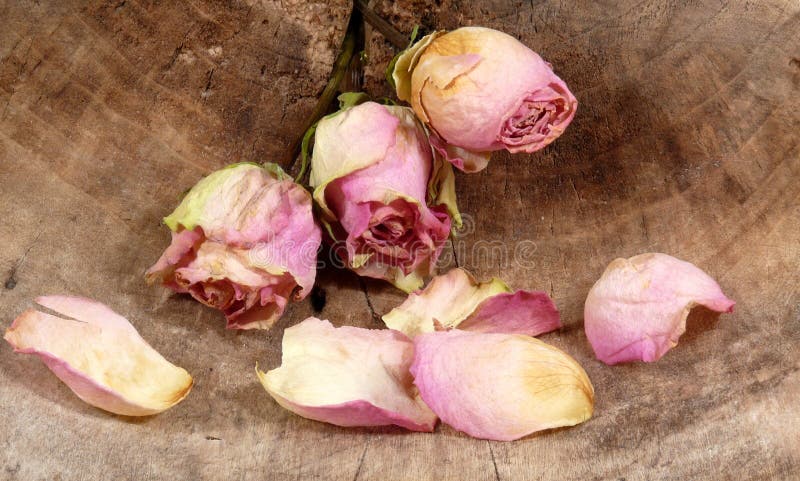 Still-life stock image. Image of stilllife, nostalgic - 29305013