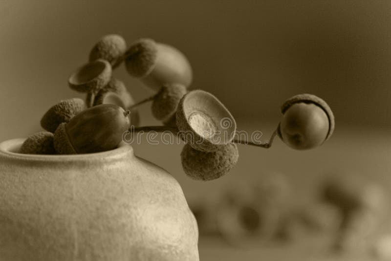 Still life with acorns stock photo. Image of still, life - 17467158