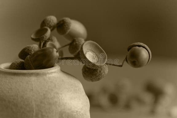 Still life with acorns stock photo. Image of still, life - 17467158