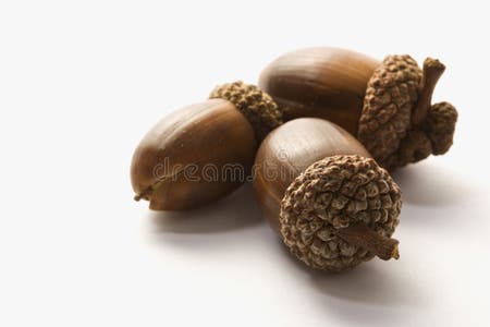Still life of acorns. stock image. Image of three, photograph - 2042639