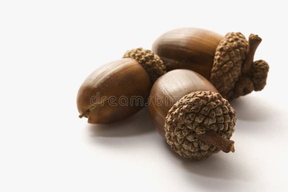 Still life of acorns. stock image. Image of three, photograph - 2042639