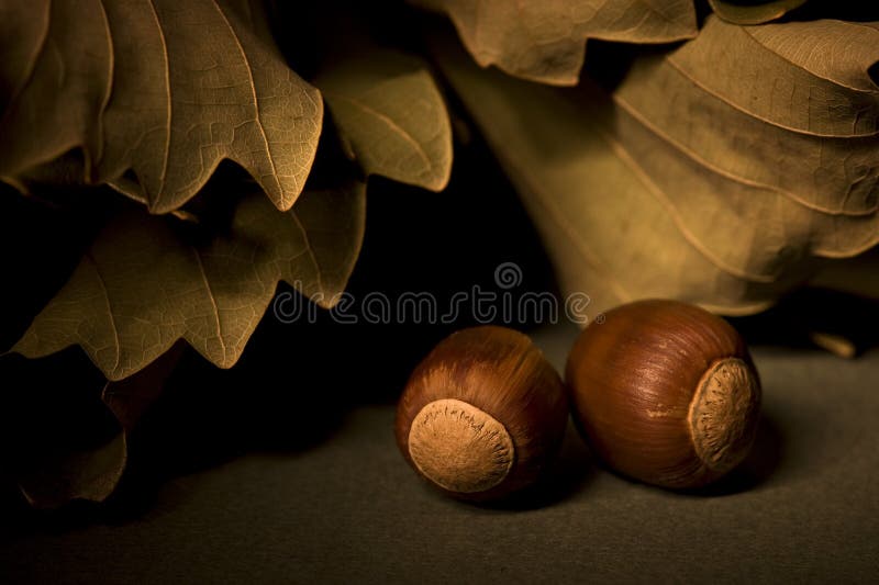 Autumn still-life stock photo. Image of light, dark, natural - 1265268