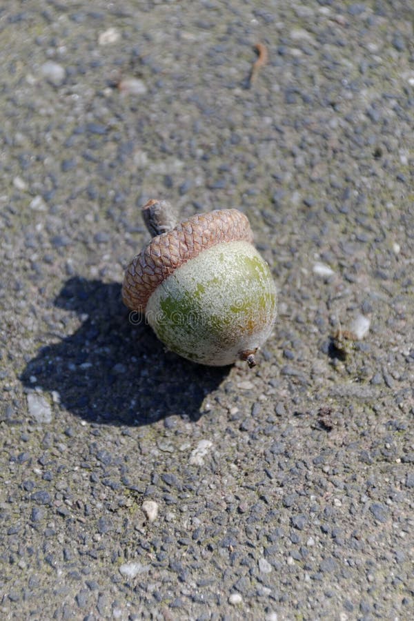 Still life of acorns. stock image. Image of still, tree - 76415599