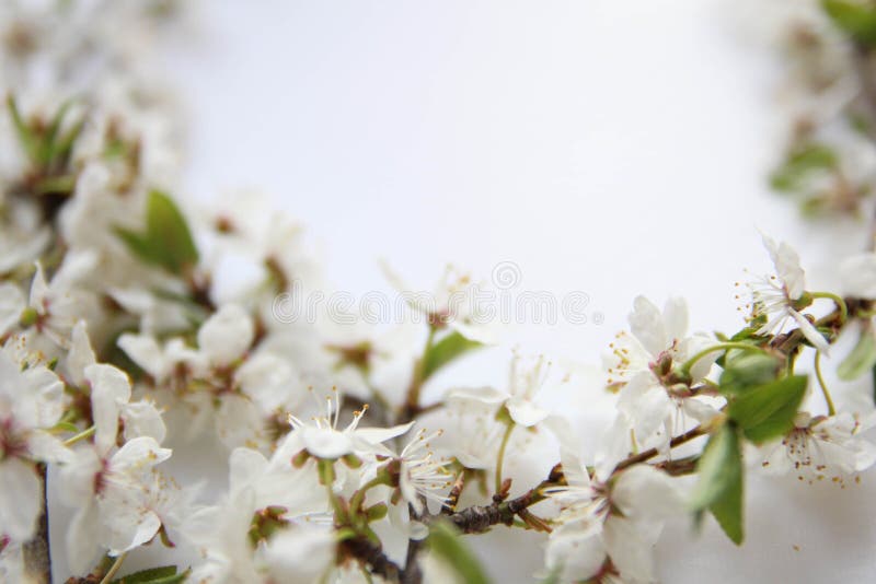 Still Life Arrangement of Flowers Stock Photo - Image of copy, border ...