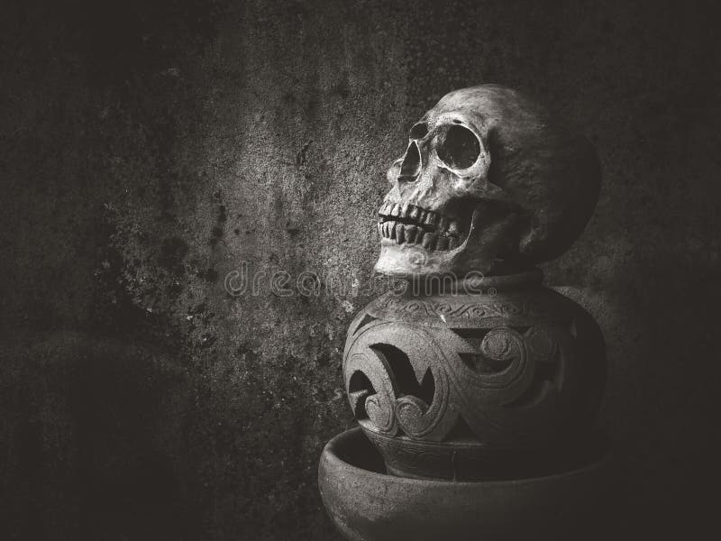 Still life art skull stock image. Image of biological - 97298961