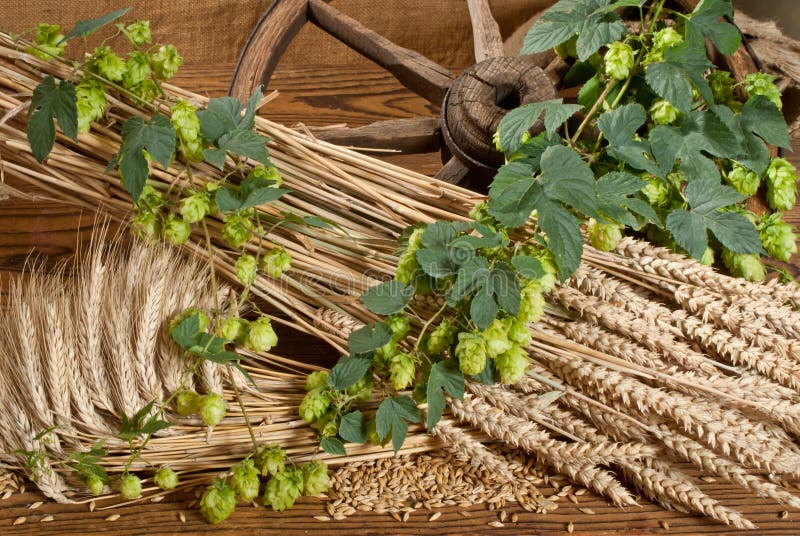 Still Life with Beer Barley and Hops Stock Image - Image of cereal ...