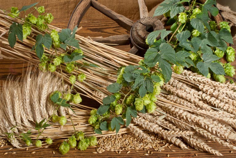 Still Life with Beer Barley and Hops Stock Image - Image of cereal ...