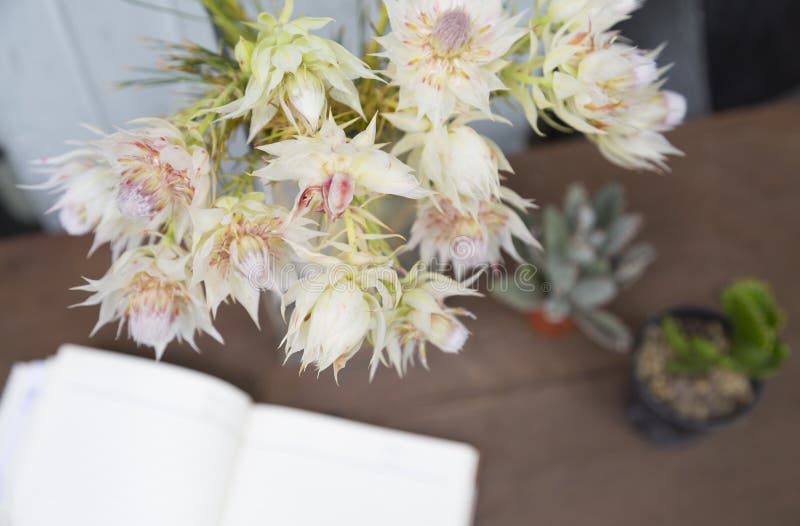Blushing Bride Protea stock photo. Image of orchid, wildflower - 186364782