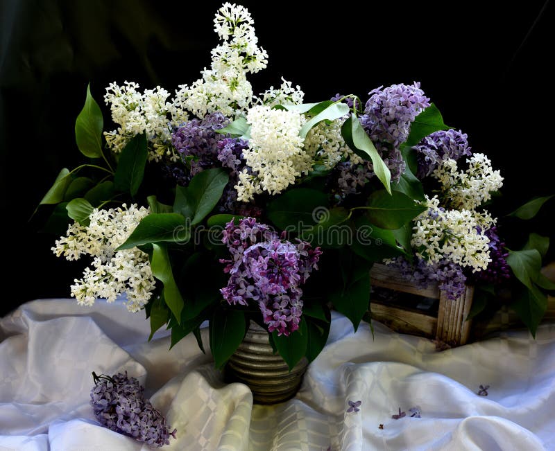 Still Life with Branches of a Colorful Lilac Tree in a Clay Vase Stock ...