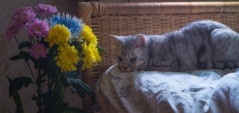 Cats stock image. Image of peonies, cats, blanket, stilllife - 136541479