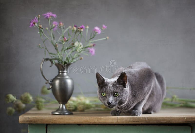 Still Life with Cat stock image. Image of card, floral - 27722255