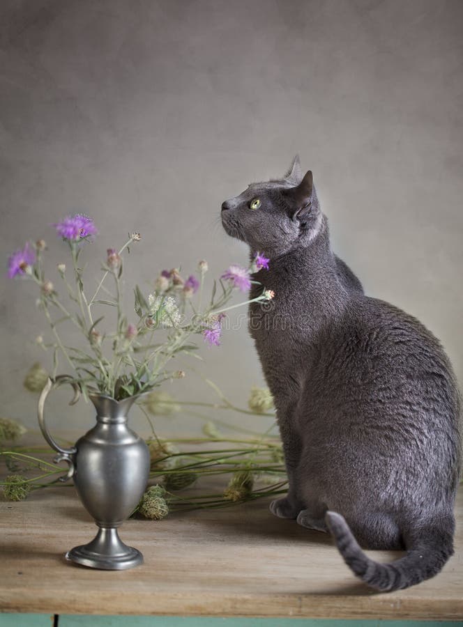 Still Life with Cat stock photo. Image of card, retro - 27722268
