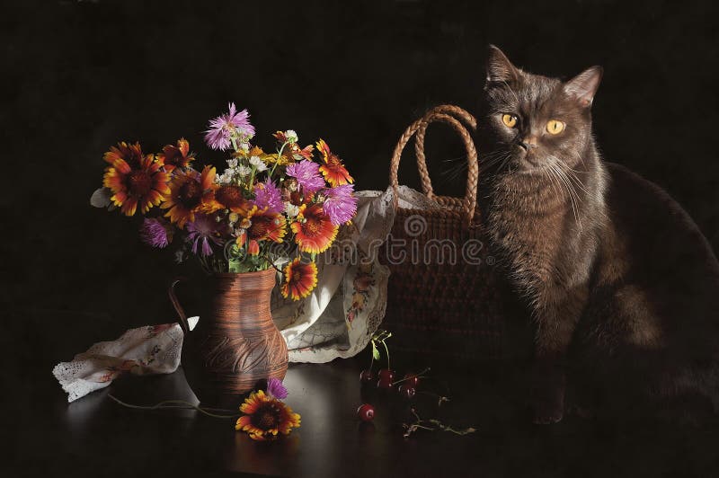 221 Cat Pitcher Stock Photos - Free & Royalty-Free Stock Photos from ...