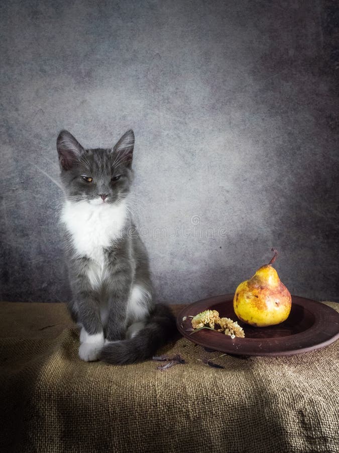 Still Life with Gray Cat and Pear Stock Photo - Image of domestic ...