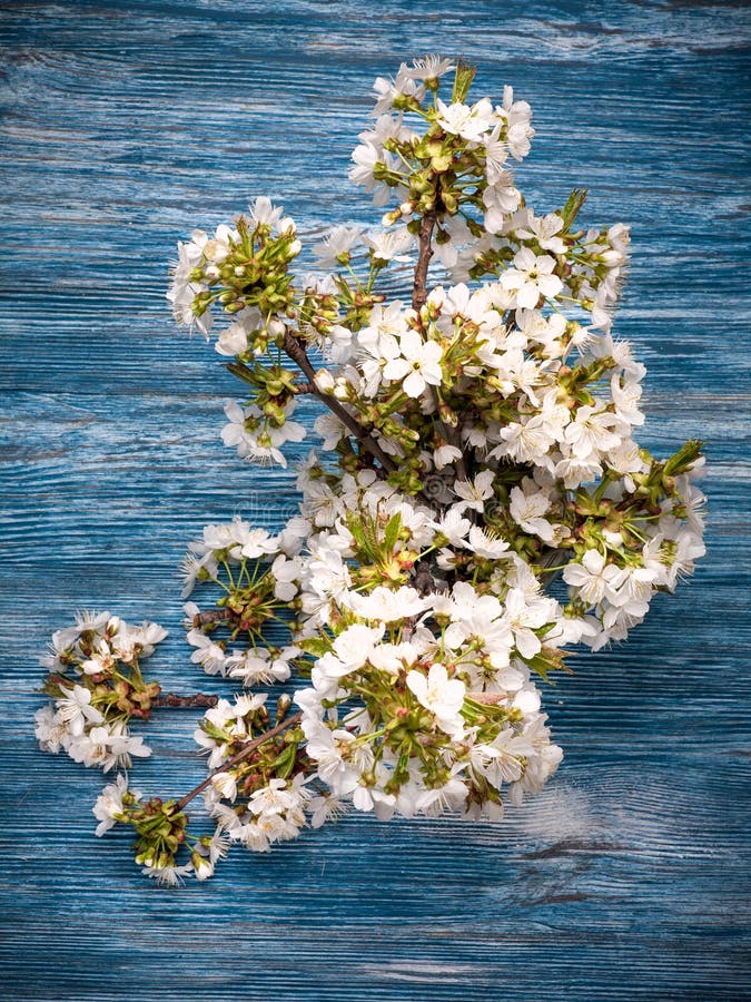 Still Life with Cherry Blossoms Stock Photo - Image of still, bloom ...
