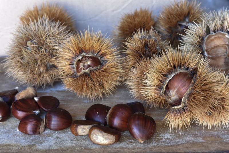Still Life of Chestnuts and Chestnut Hedgehogs Stock Image - Image of ...