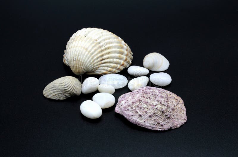 Still Life Conch Shell Stones Black Background Shells Sea Harmony Zen ...