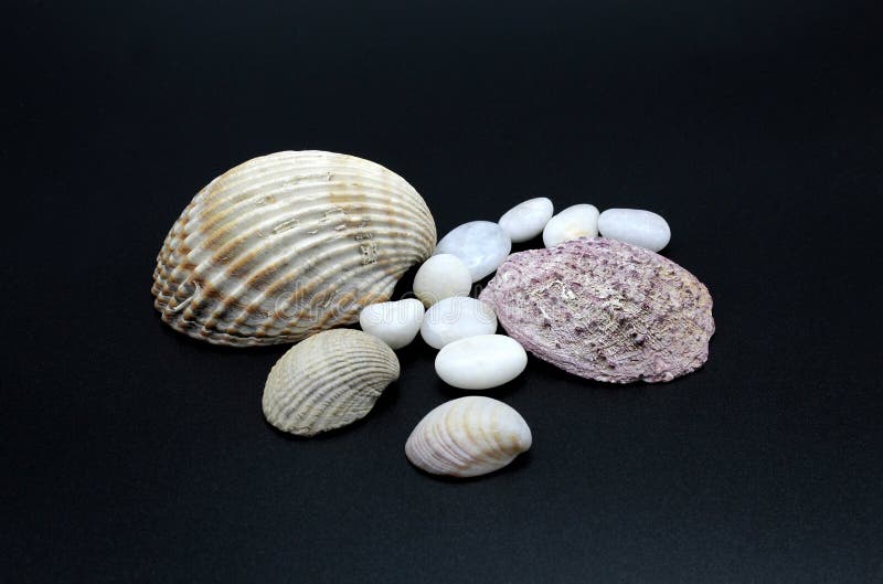 Still Life Conch Shell Stones Black Background Shells Sea Harmony Zen ...