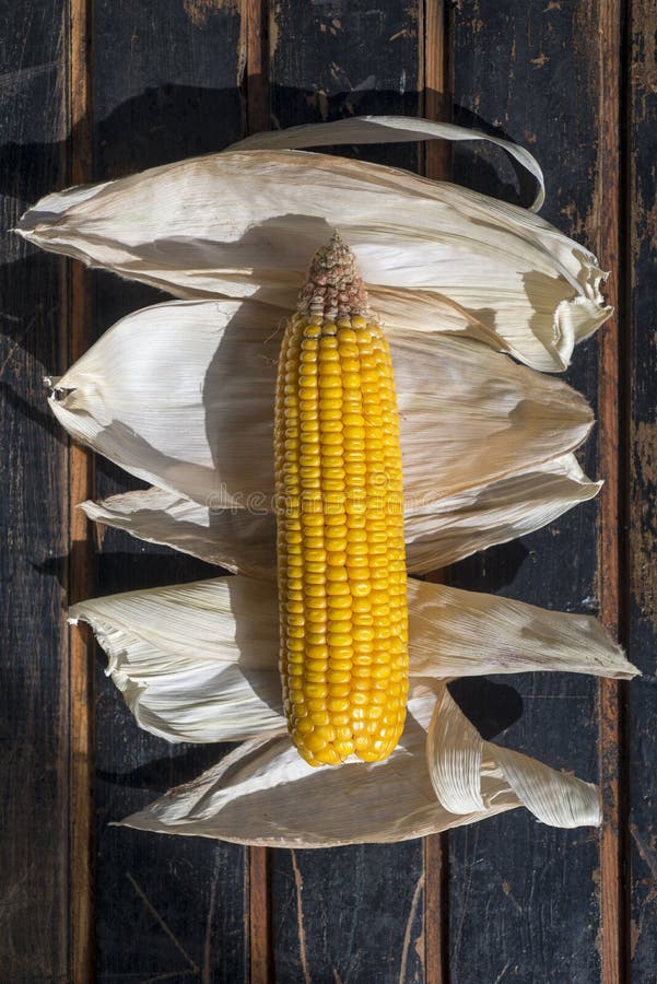 Still Life of Corn, Lettuce, Potatoes and Garlic. Stock Photo - Image ...