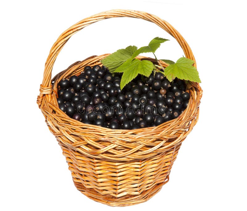 Still life stock image. Image of currant, basket, black - 39155105