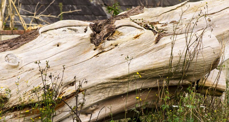 Still life, Dead plants stock photo. Image of autumn - 233176046