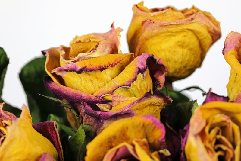 Dried roses, Still Life stock image. Image of decorative - 335763025