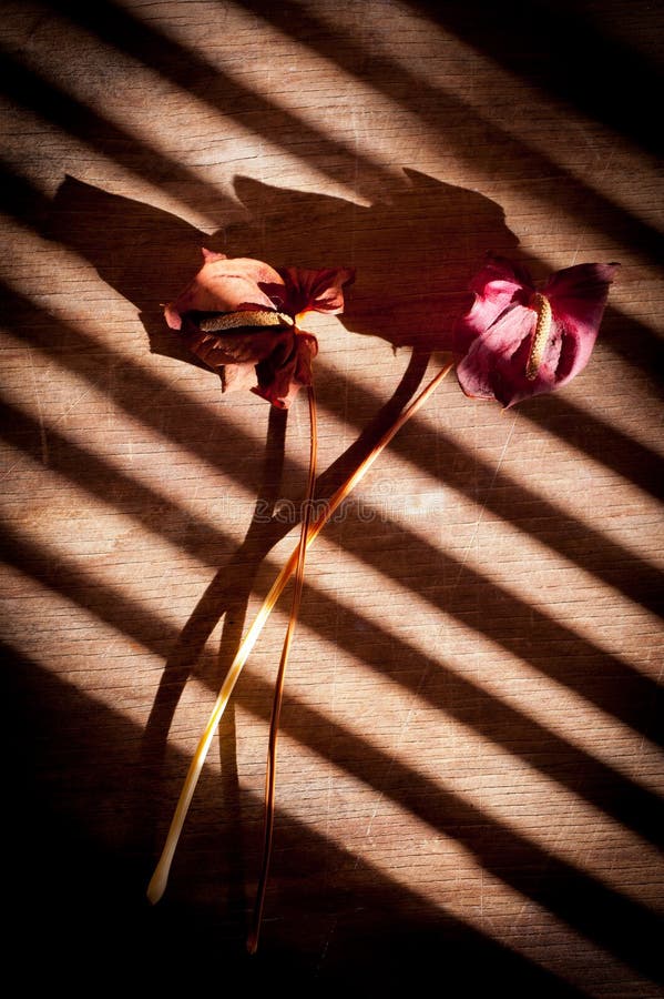 Still Life with Dry Flowers in a Low Key, Abstraction Stock Photo ...